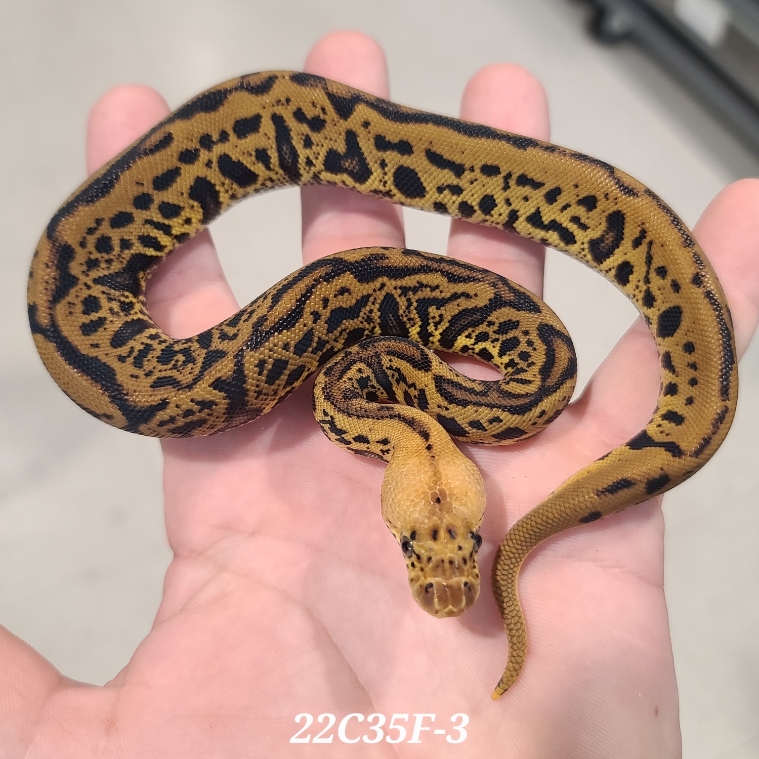 Acid Leopard Pastel Clown Ball Python by Kittinger Reptiles - MorphMarket