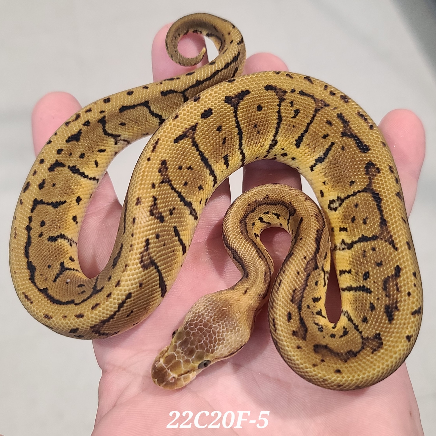 Acid Pastel Pinstripe Double Het DG Clown Ball Python by Kittinger ...