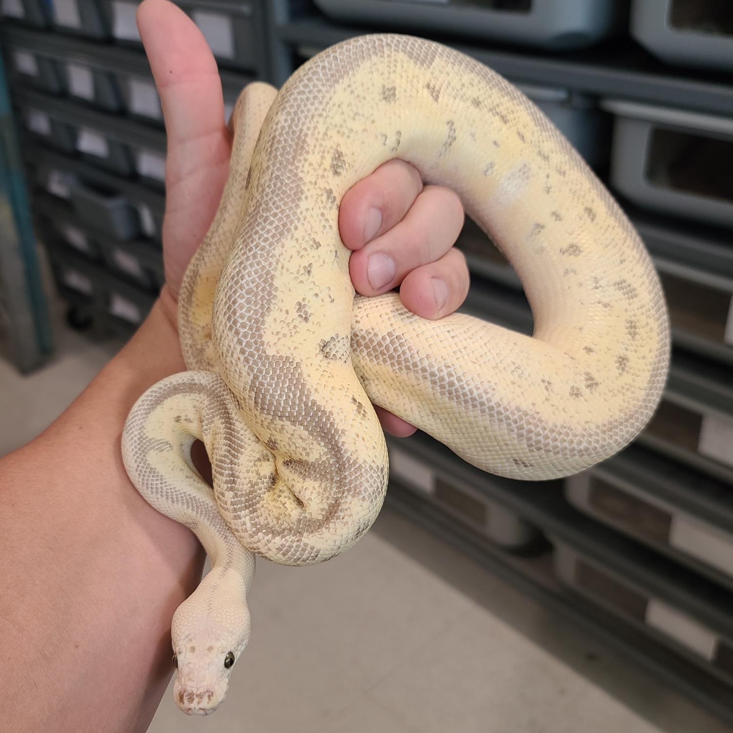 Super Pastel Fire Leopard Clown Het DG Ball Python by Kittinger ...