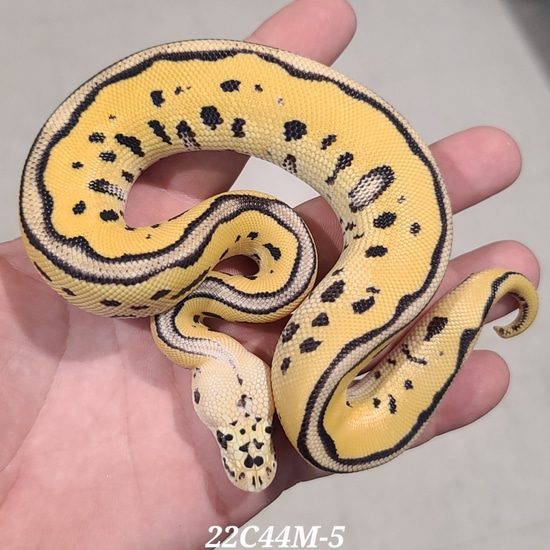 Pastel Leopard DG Clown Ball Python by Kittinger Reptiles - MorphMarket