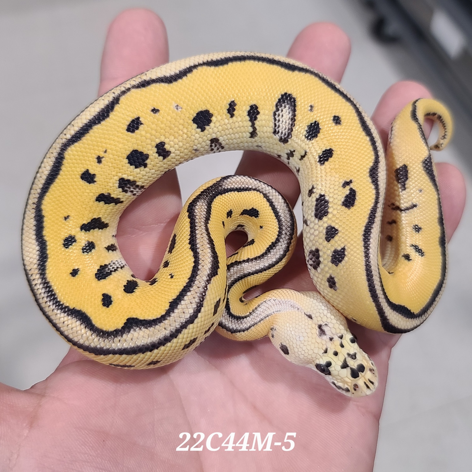 Pastel Leopard DG Clown Ball Python by Kittinger Reptiles - MorphMarket