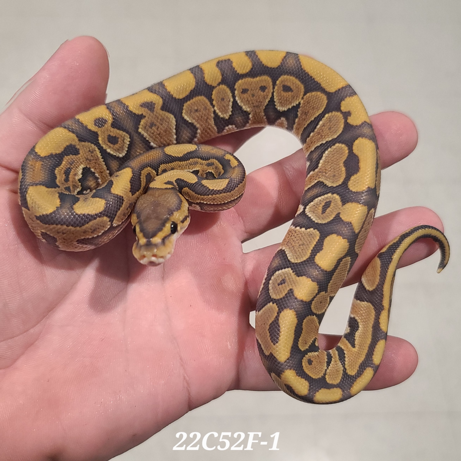 Hypo Puzzle 50% Het Pied Ball Python by Kittinger Reptiles - MorphMarket