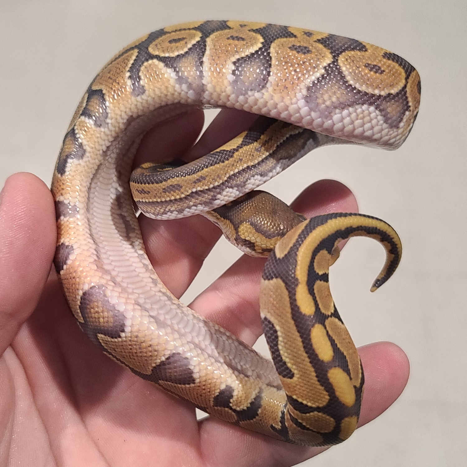 Hypo Puzzle 50% Het Pied Ball Python by Kittinger Reptiles - MorphMarket