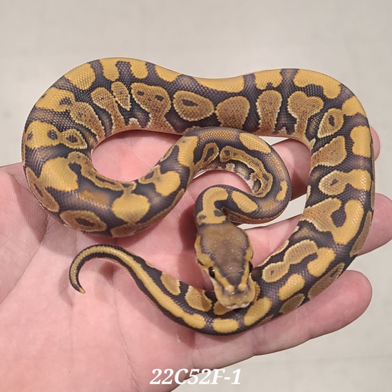 Hypo Puzzle 50% Het Pied Ball Python by Kittinger Reptiles - MorphMarket