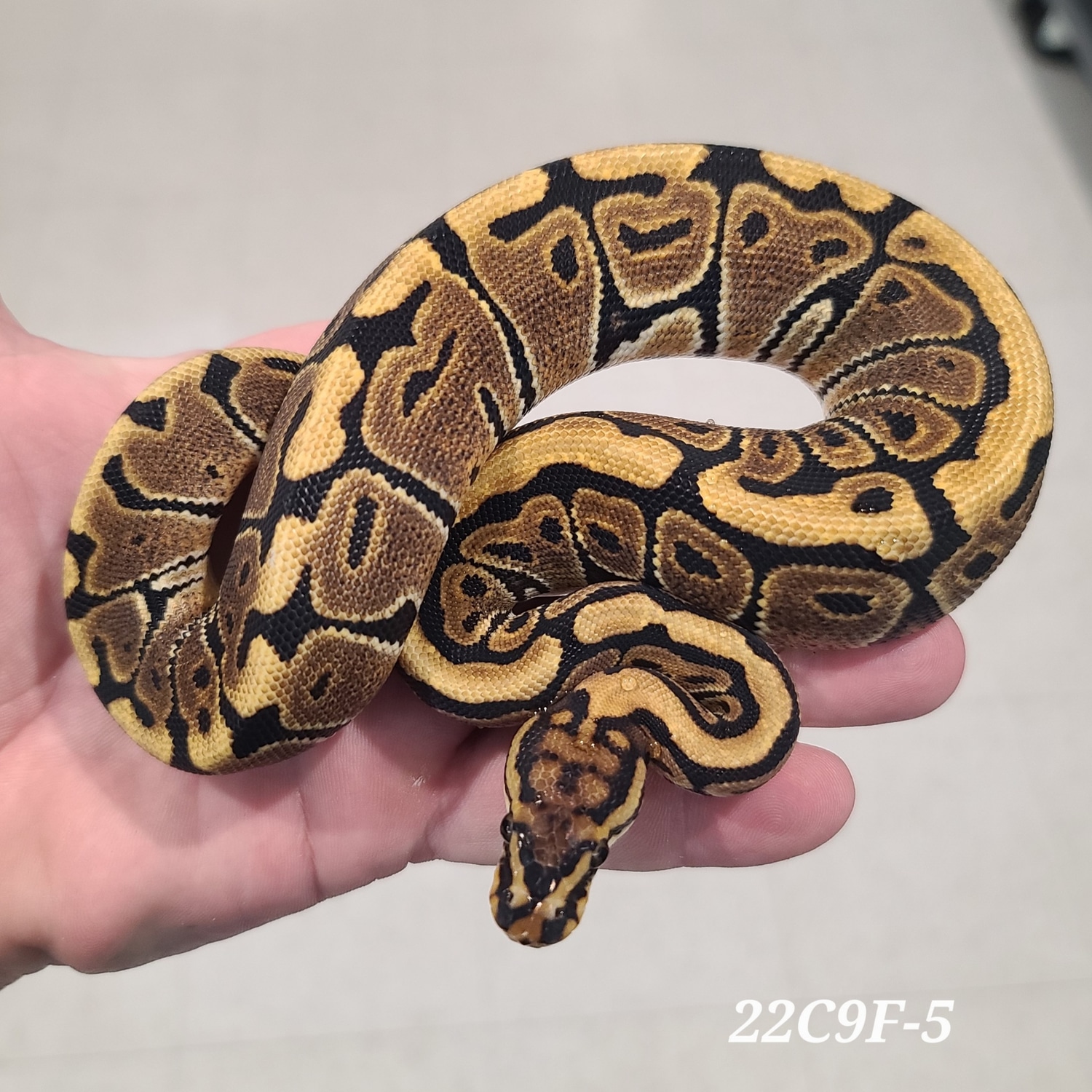 Spotnose Het Clown Ball Python by Kittinger Reptiles - MorphMarket