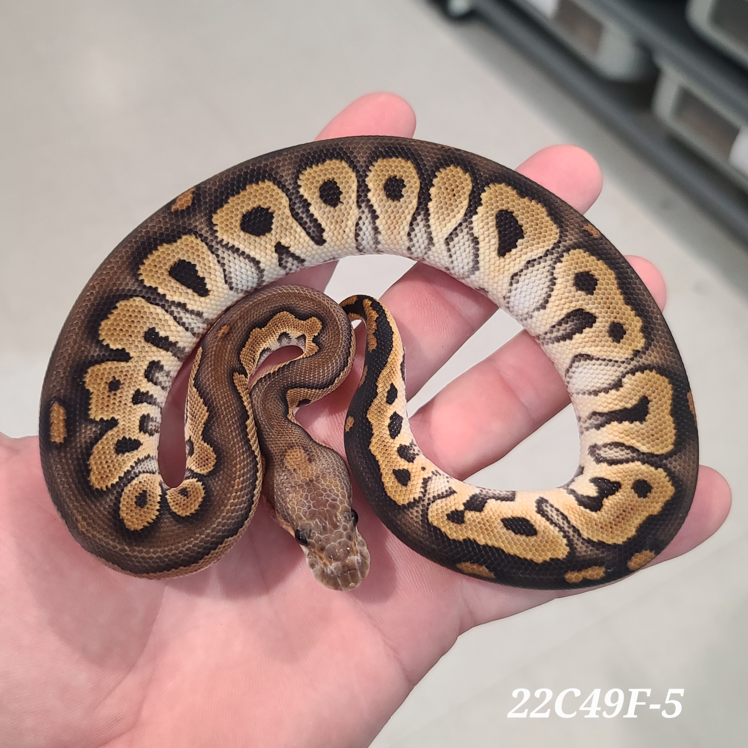Black Pastel Clown Ball Python by Kittinger Reptiles - MorphMarket