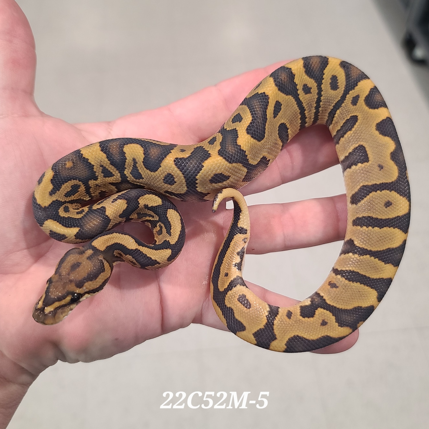 Hypo Leopard 66% Het Puzzle 50% Het Pied Ball Python by Kittinger ...