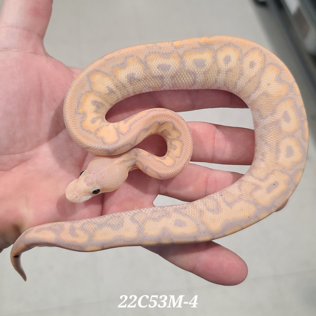 Banana Cinnamon Spotnose Clown Female Maker Ball Python by Kittinger Reptiles - MorphMarket
