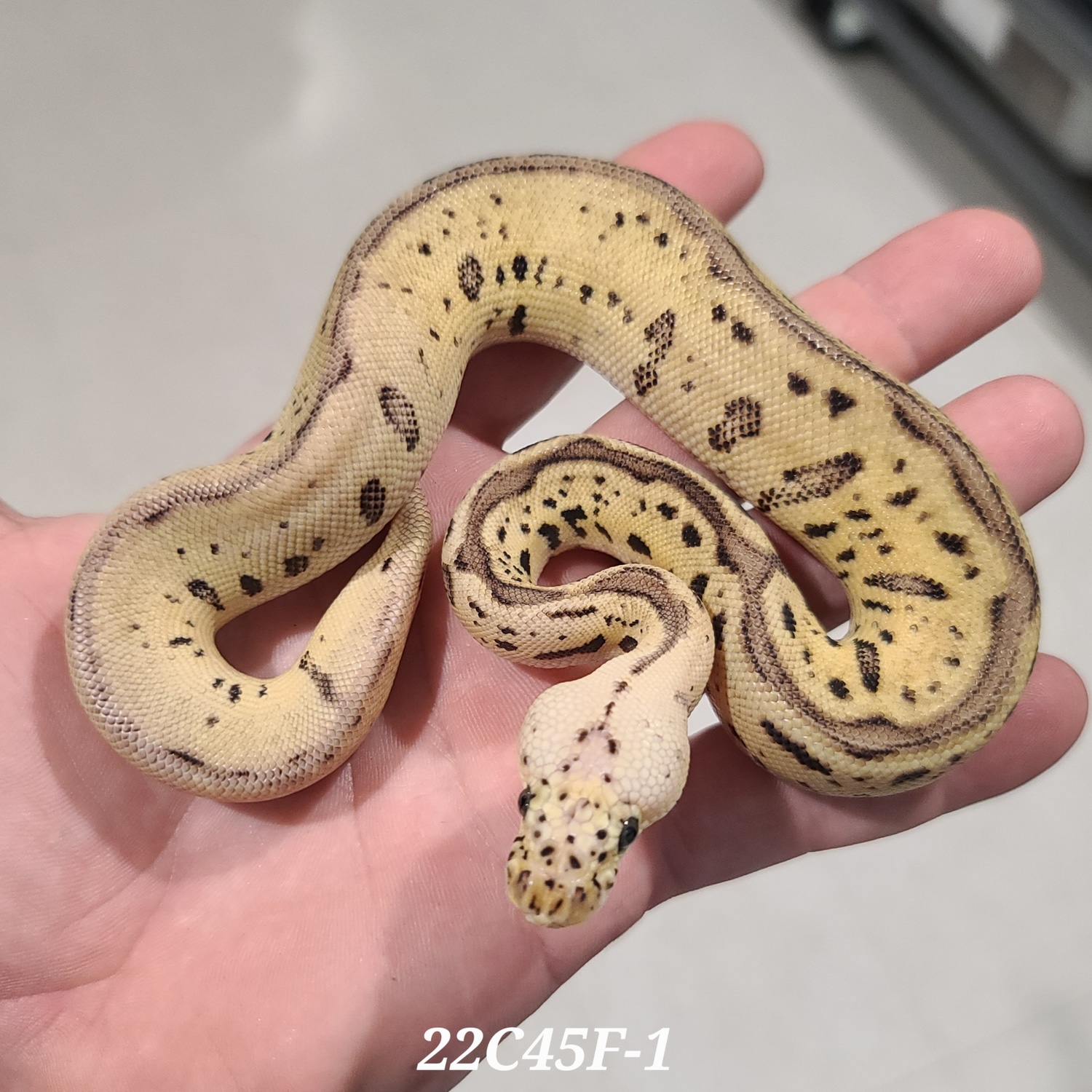 Pastel Batman 66% Het VPI Axanthic Ball Python by Kittinger Reptiles ...