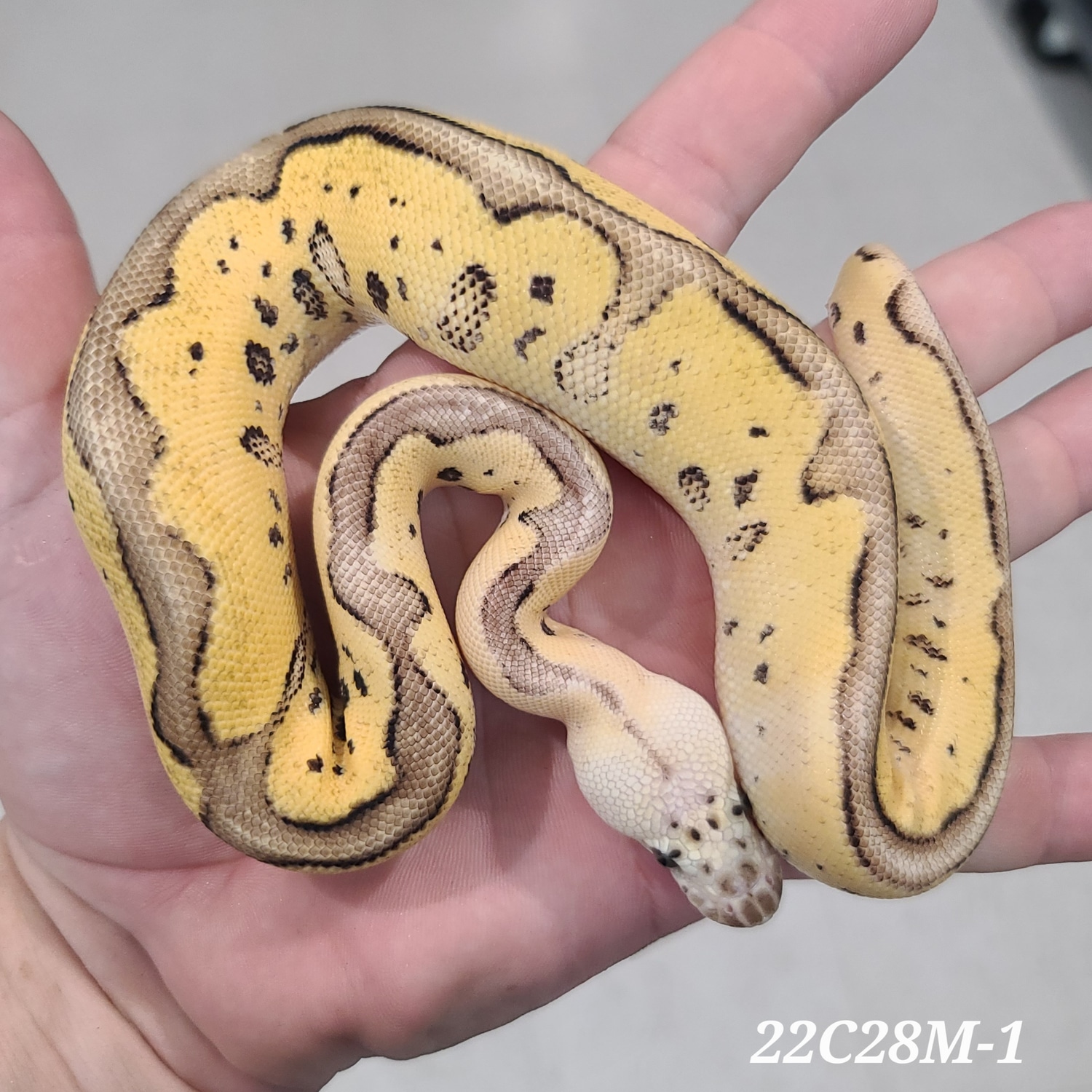 Pastel Fire Leopard Clown 66% Het DG Ball Python by Kittinger Reptiles ...