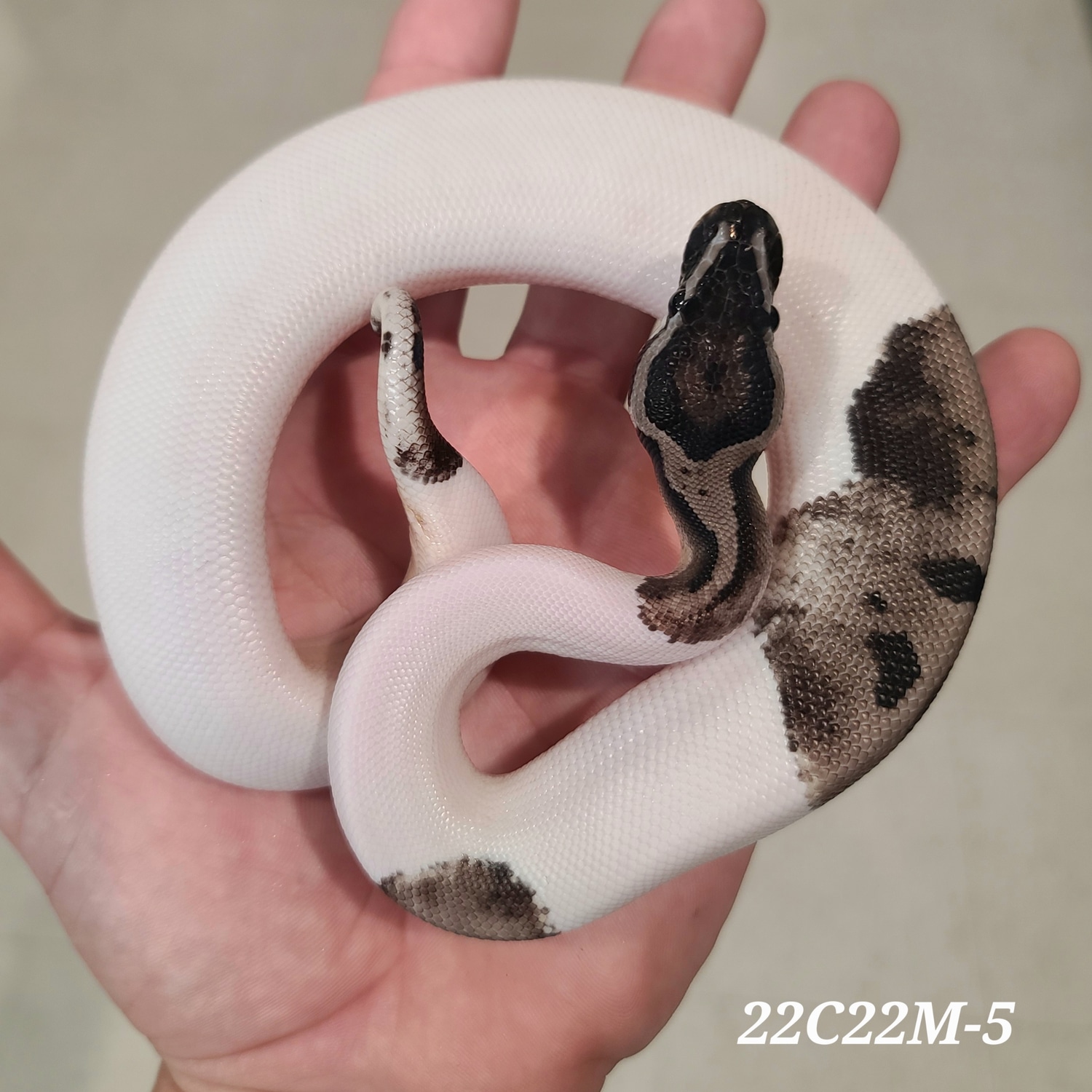 VPI Axanthic Pied Ball Python by Kittinger Reptiles - MorphMarket