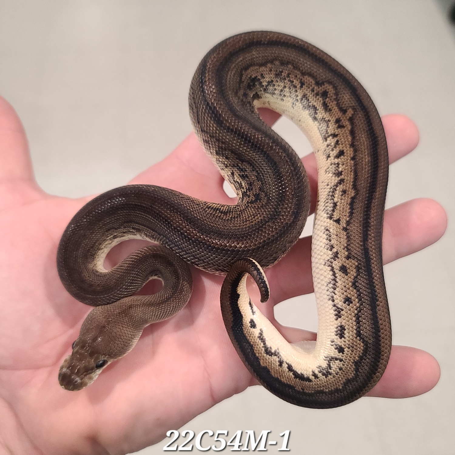 Bongo Leopard Cinnamon Clown Ball Python by Kittinger Reptiles ...