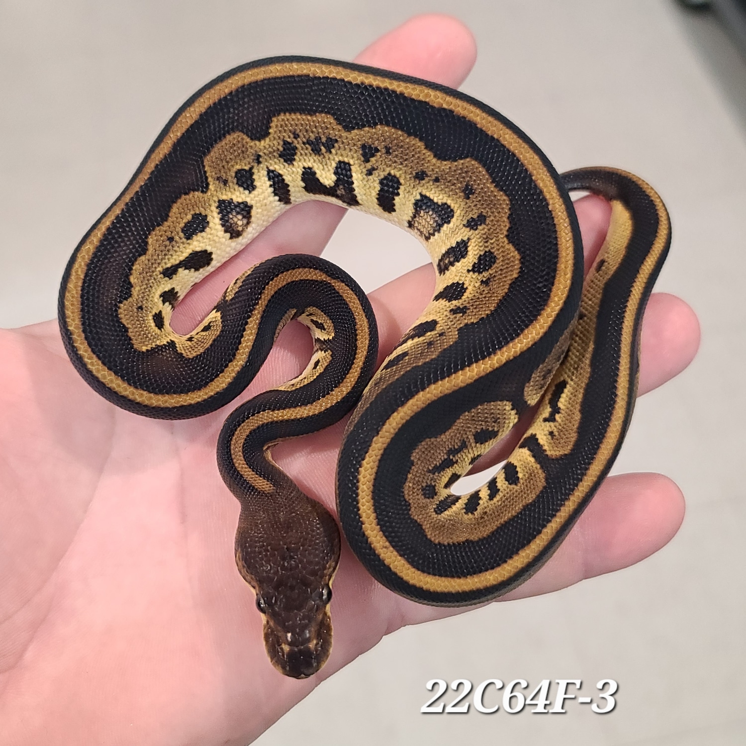 Bongo Leopard Het Clown Ball Python by Kittinger Reptiles - MorphMarket