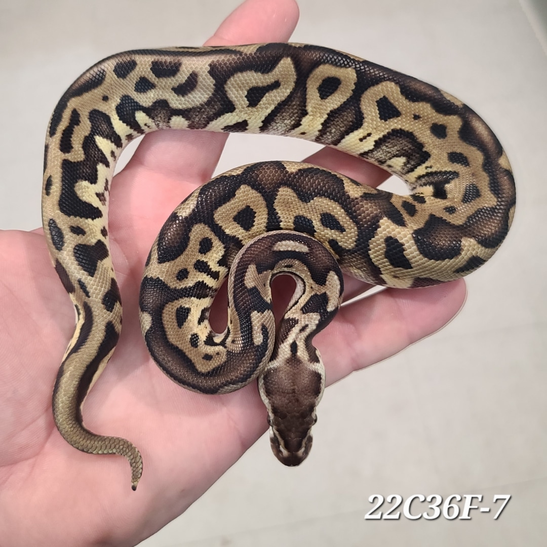 Pastel Leopard 66% Pos Triple Het VPI Axanthic DG Pied Ball Python by ...