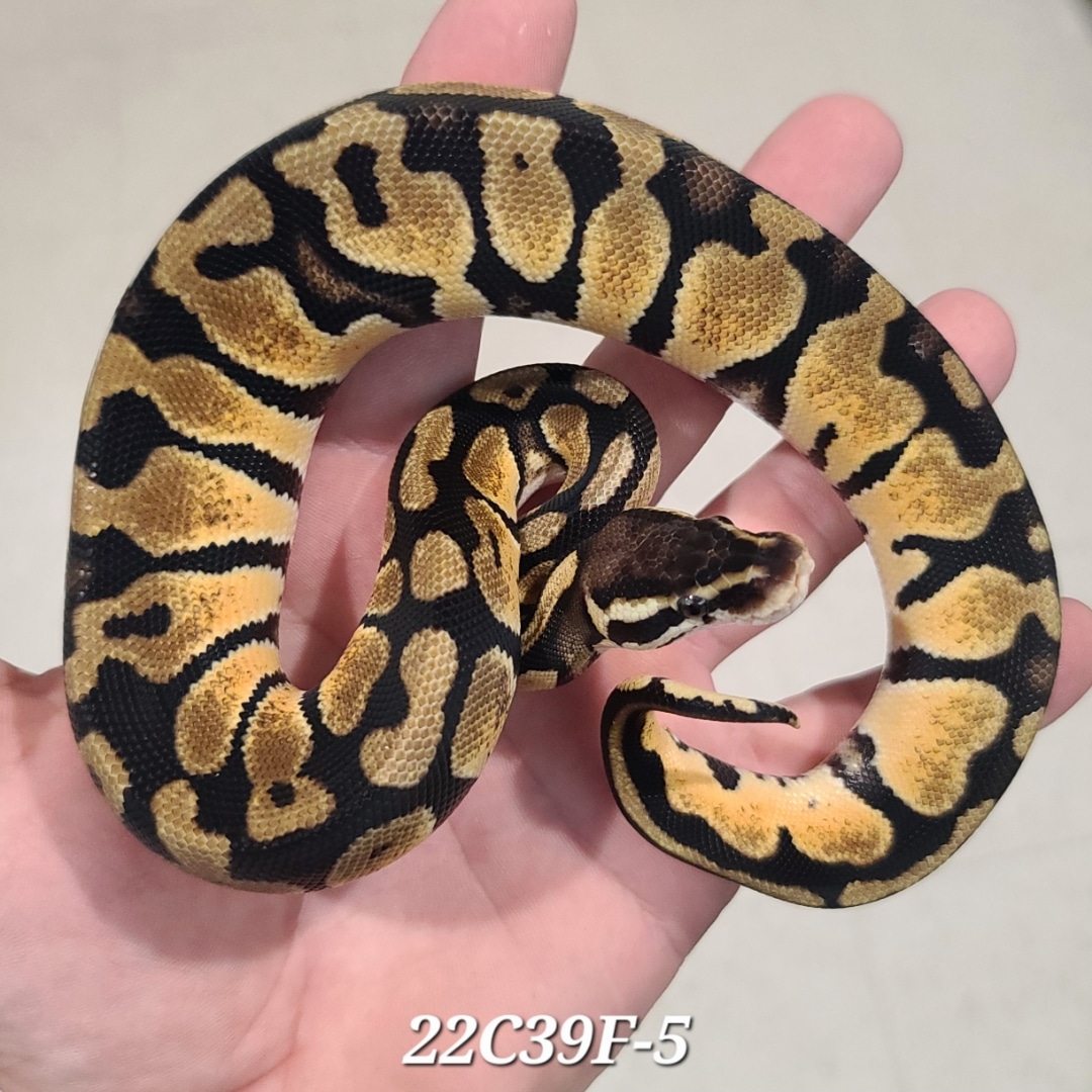 Pastel Het DG 66% Het Clown Ball Python by Kittinger Reptiles - MorphMarket