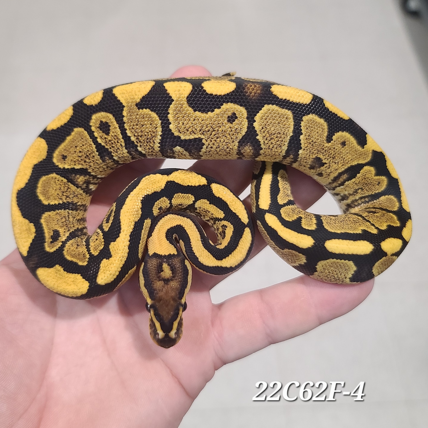 Fire YB Dbl Het VPI Axanthic Clown Ball Python by Kittinger Reptiles ...