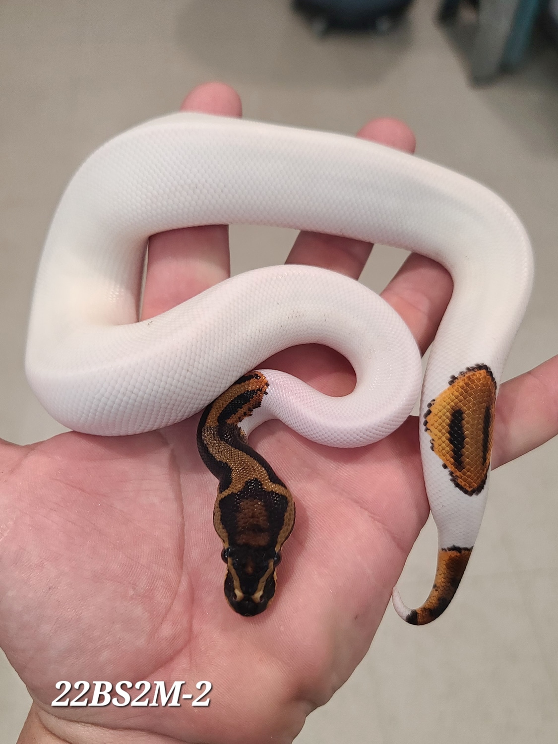 Leopard YB Pied Ball Python by Kittinger Reptiles - MorphMarket