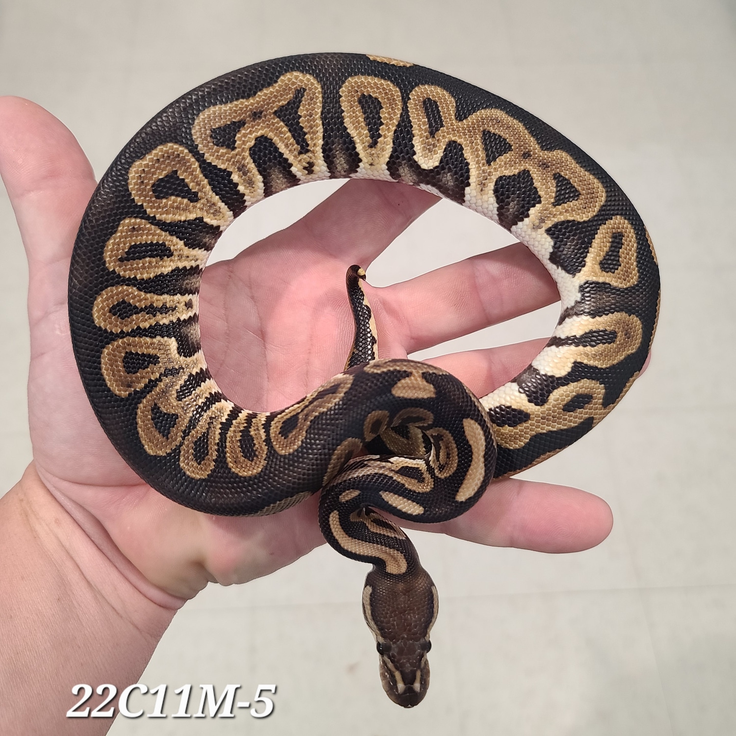 Black Pastel Leopard Dbl Het VPI Axanthic Clown Ball Python by ...