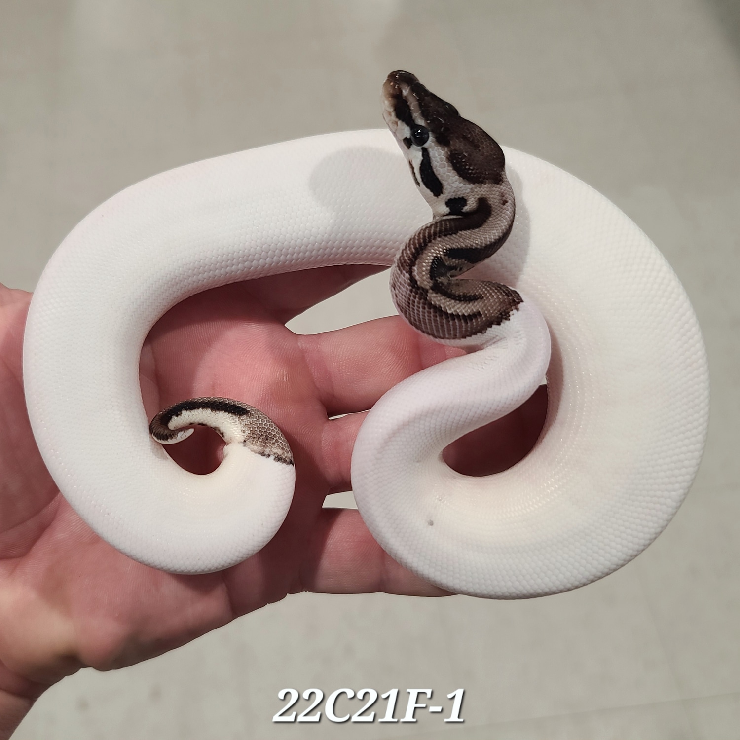 VPI Axanthic Leopard Pastel Pied Ball Python by Kittinger Reptiles ...