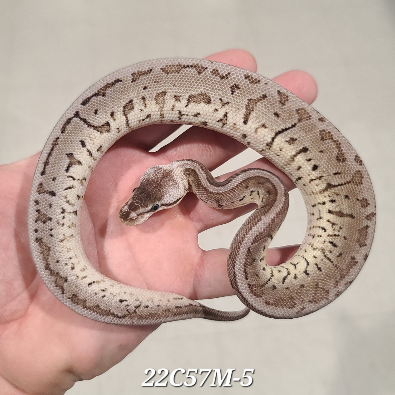 VPI Axanthic Leopard Pastel Pinstripe 50% Het Pied Ball Python by ...