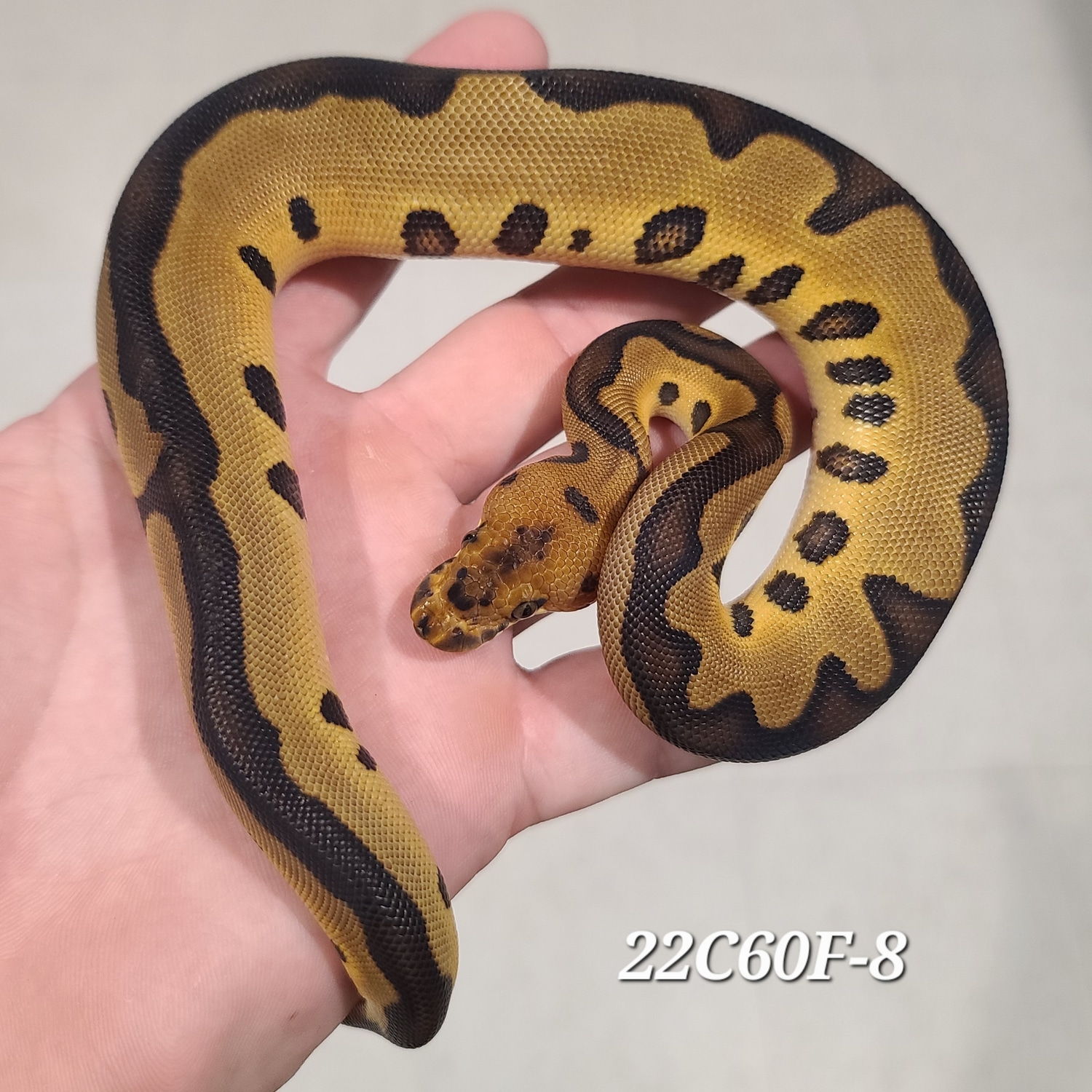 Leopard Clown Ball Python by Kittinger Reptiles - MorphMarket