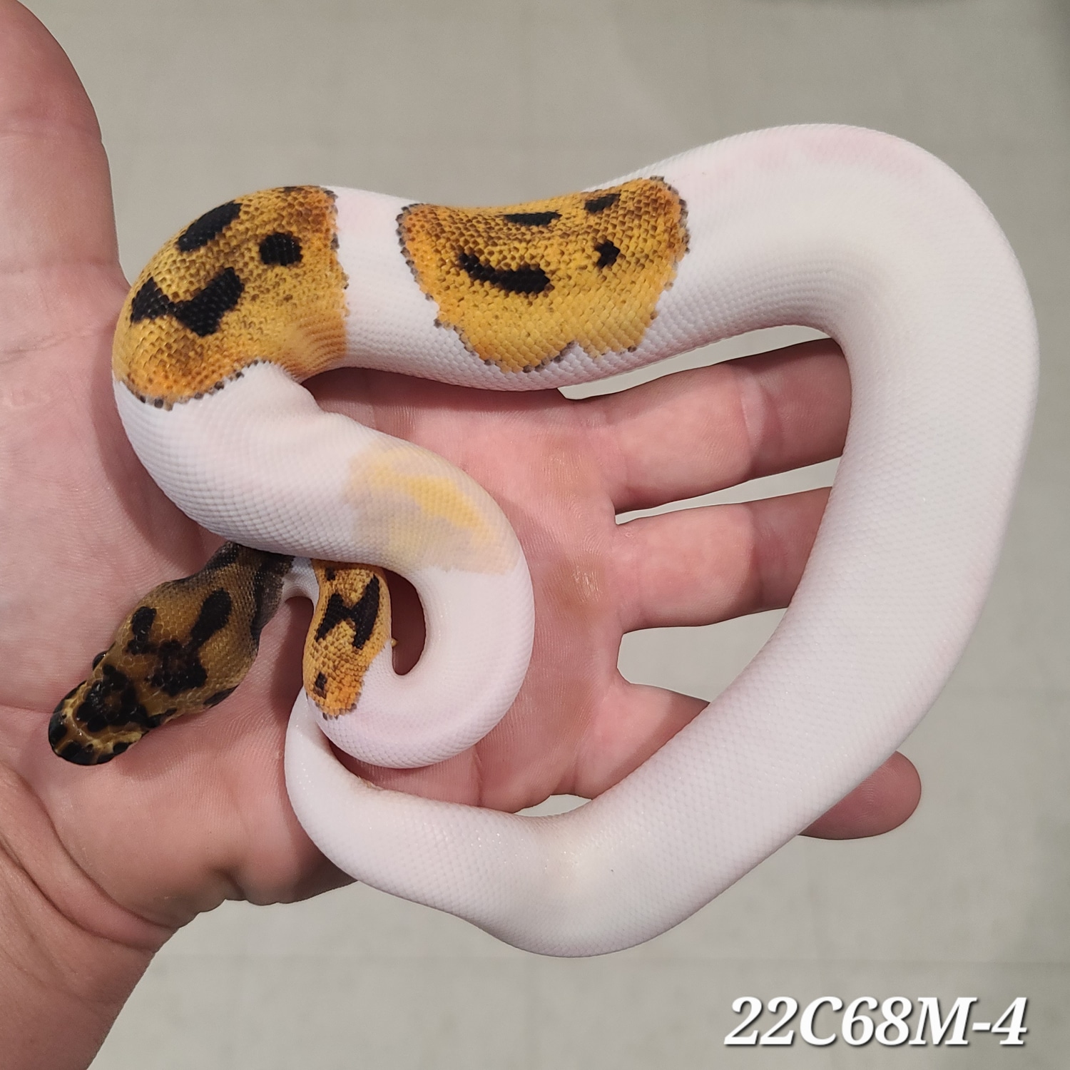 OD Clown Pied Ball Python by Kittinger Reptiles - MorphMarket