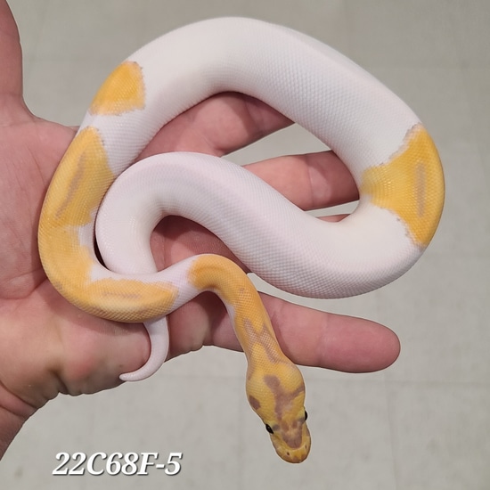 OD Banana Clown Pied Ball Python by Kittinger Reptiles