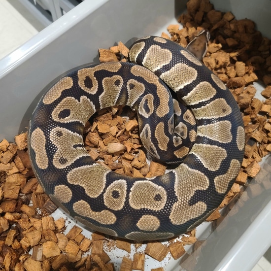 Dbl Het DG Clown Ball Python by Kittinger Reptiles