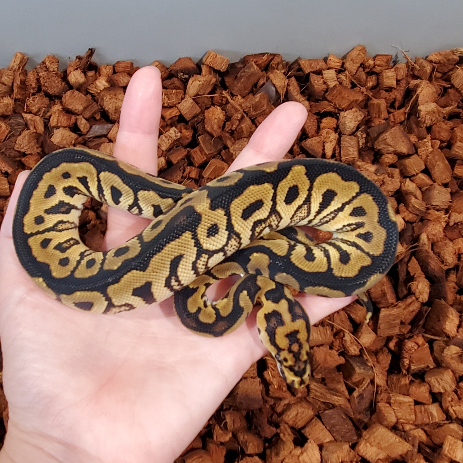 Spotnose Clown Ball Python by Kittinger Reptiles - MorphMarket
