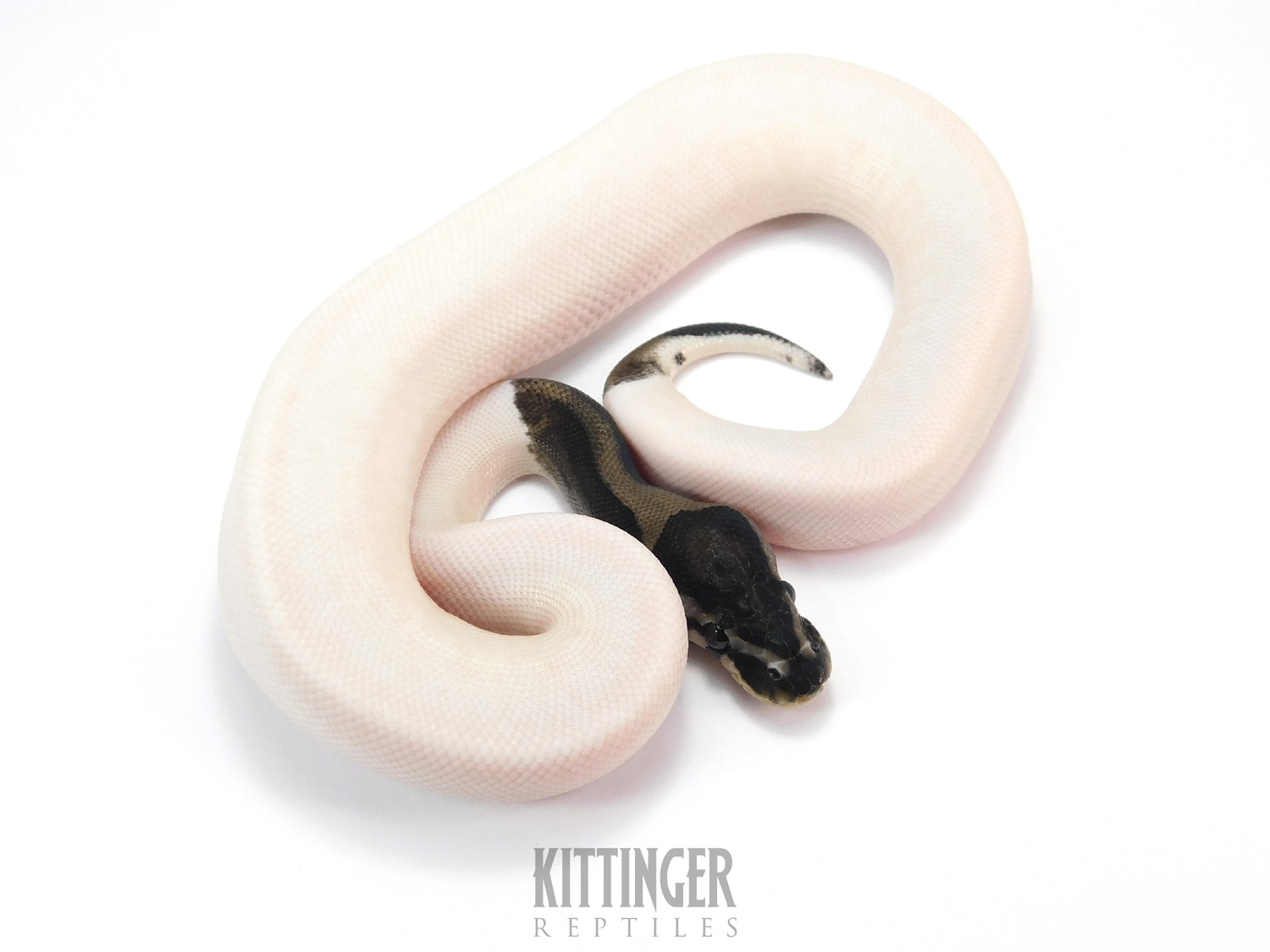 Leopard VPI Axanthic Pied 66% Het DG Ball Python by Kittinger Reptiles ...