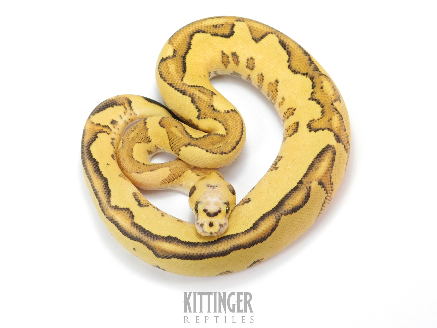 Vanilla Cream Clown Pos YB Ball Python by Kittinger Reptiles - MorphMarket