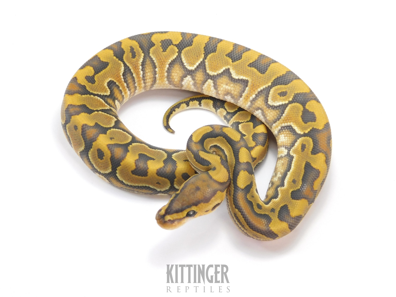 Hypo Puzzle 50% Het Pied Ball Python by Kittinger Reptiles - MorphMarket