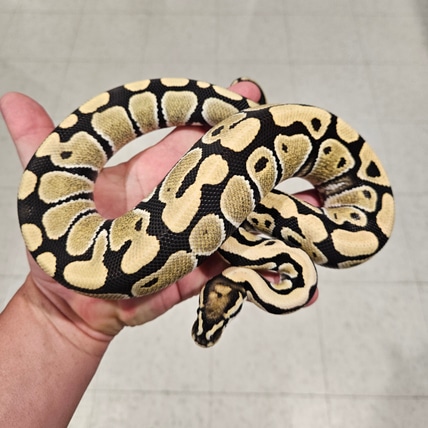 Pastel Leopard DG Clown Ball Python by Kittinger Reptiles - MorphMarket