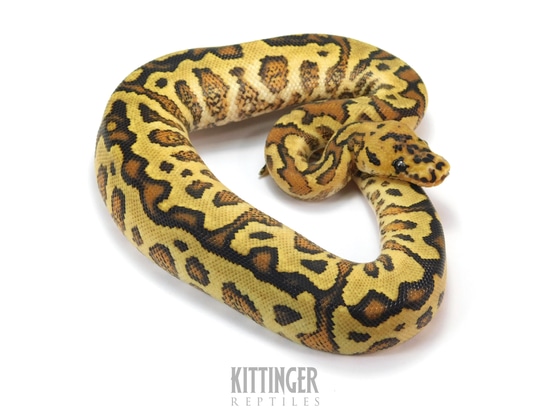 Fire YB Spotnose Clown Ball Python by Kittinger Reptiles