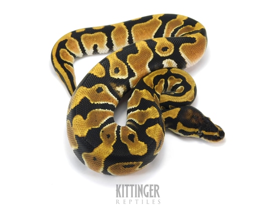 OD Dbl Het Sunset Clown 50% Het Hypo Ball Python by Kittinger Reptiles