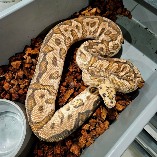 Fire YB RS Spotnose Clown Ball Python by Kittinger Reptiles
