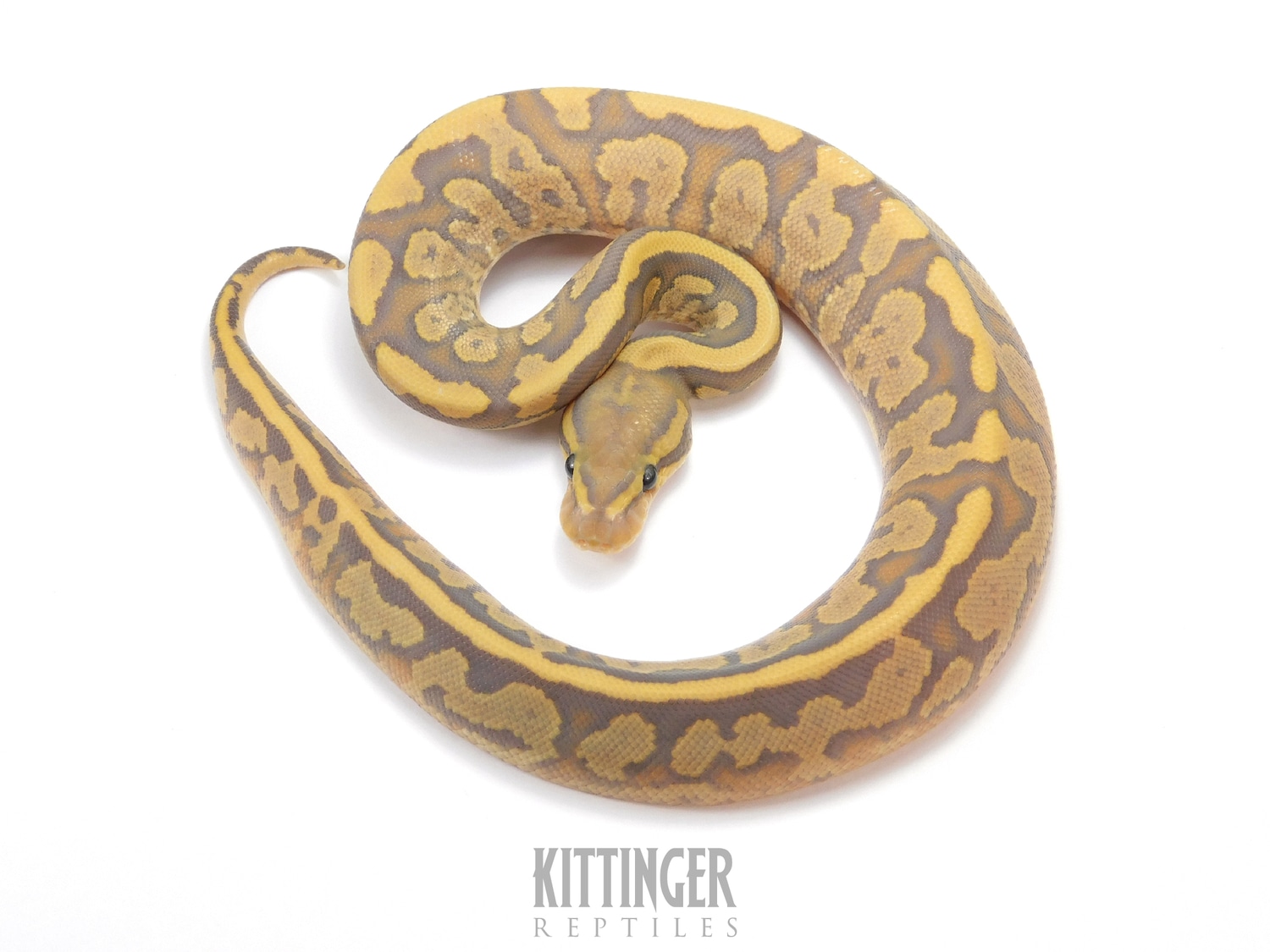 Fire Hypo 66% Het Puzzle 50% Het Pied Ball Python by Kittinger Reptiles - MorphMarket