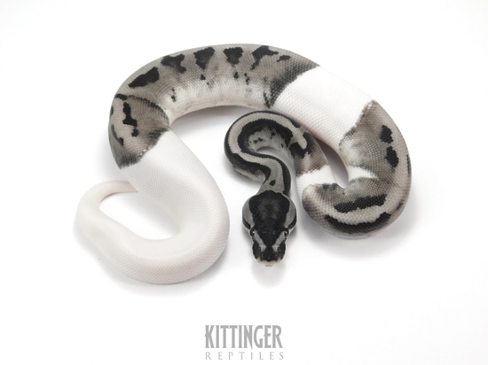 VPI Axanthic Pied Ball Python by Kittinger Reptiles