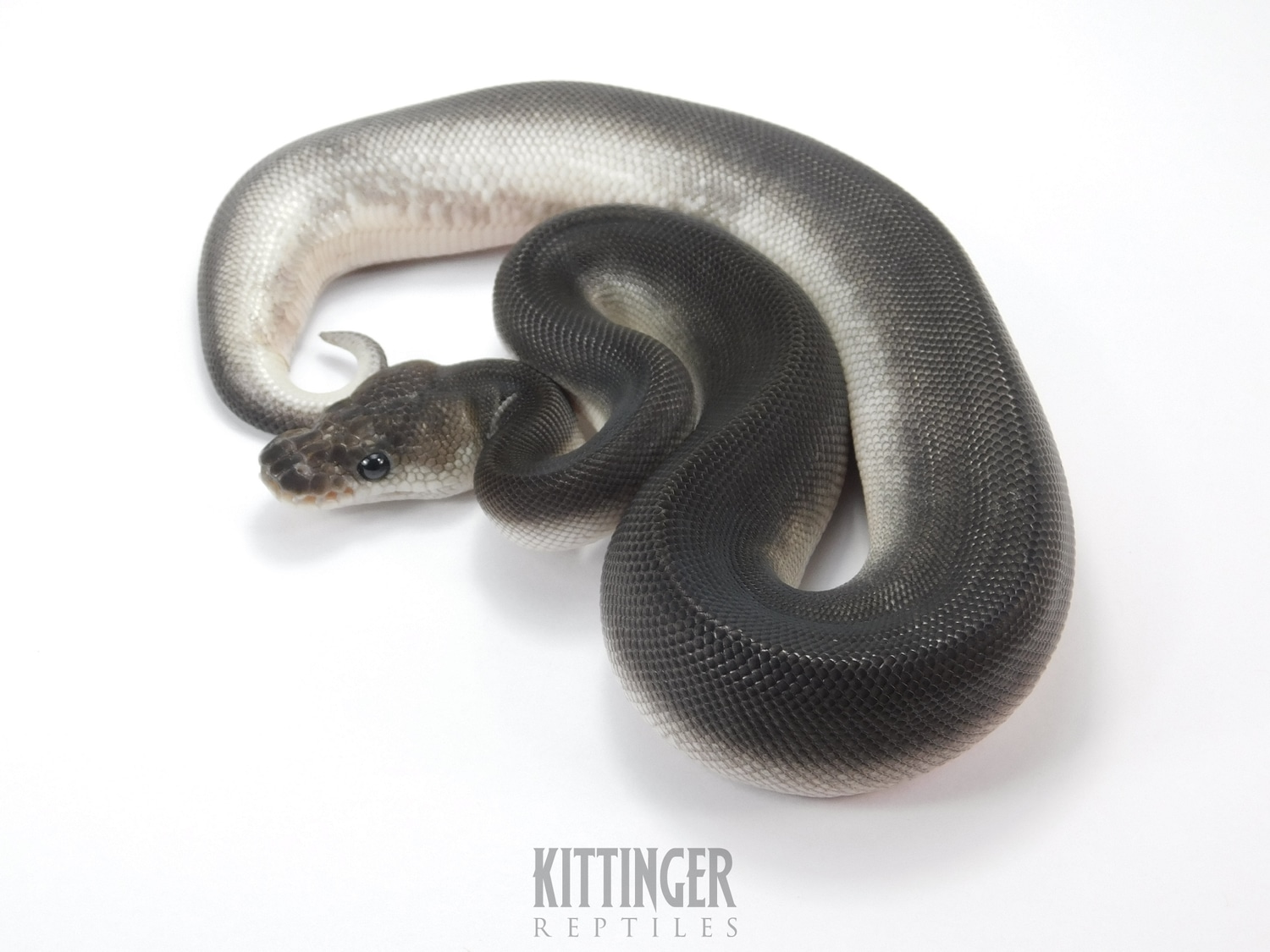 Super Cinnamon Clown Pos Chocolate Pos Spotnose Ball Python by ...