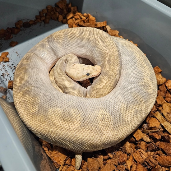 GHI Mojave Black Pewter Clown Ball Python by Kittinger Reptiles