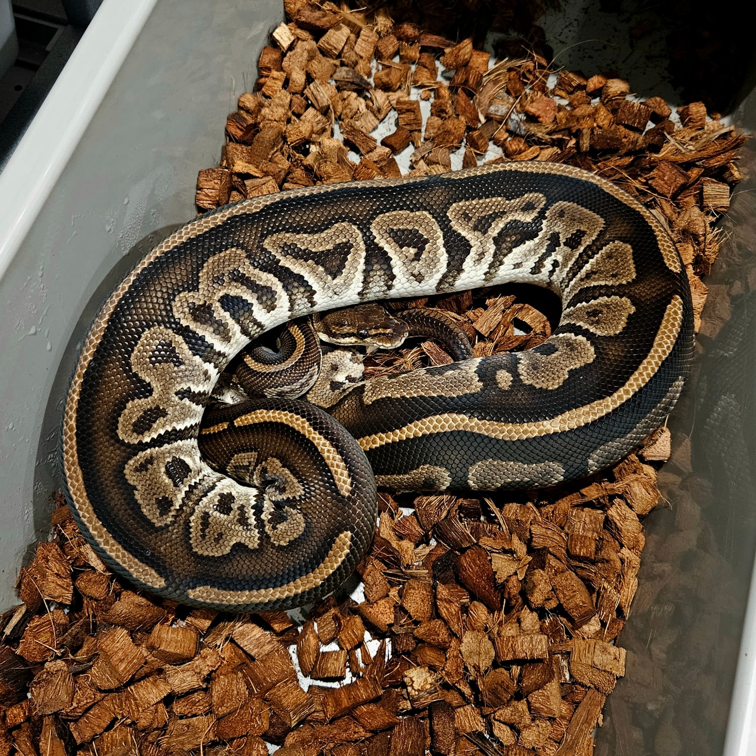 Bongo Leopard Het Clown Ball Python by Kittinger Reptiles - MorphMarket