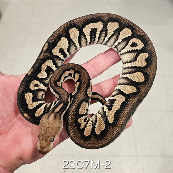 Cinnamon Dark Knight - (Cinnamon Chocolate Spotnose Clown) Ball Python ...