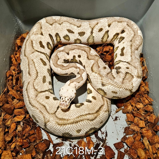 Pastel Spotnose VPI Axanthic Clown - PROVEN Ball Python by Kittinger ...