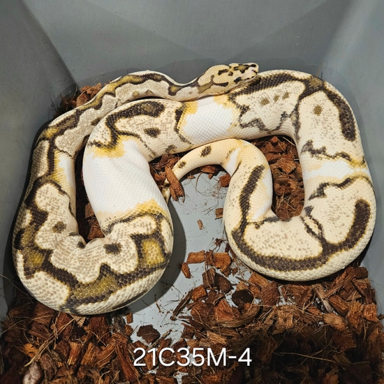 Fire YB Spotnose Het Clown Ball Python by Kittinger Reptiles