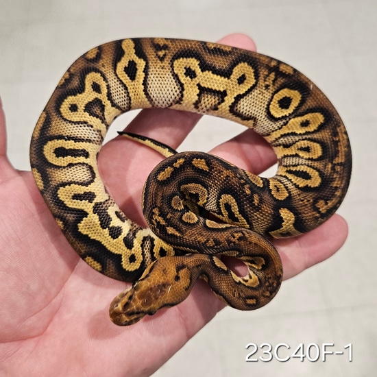 Stranger Clown Het Hypo Ball Python by Kittinger Reptiles