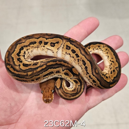 Bongo Clown Pos Black Head Ball Python by Kittinger Reptiles