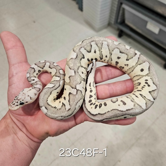 Super Pastel VPI Axanthic Clown Ball Python by Kittinger Reptiles