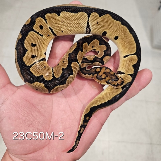 Clown Dbl Het VPI Axanthic Desert Ghost 50% Het Hypo Ball Python by ...