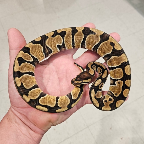 Enchi Triple Het Hypo DG Puzzle Ball Python by Kittinger Reptiles