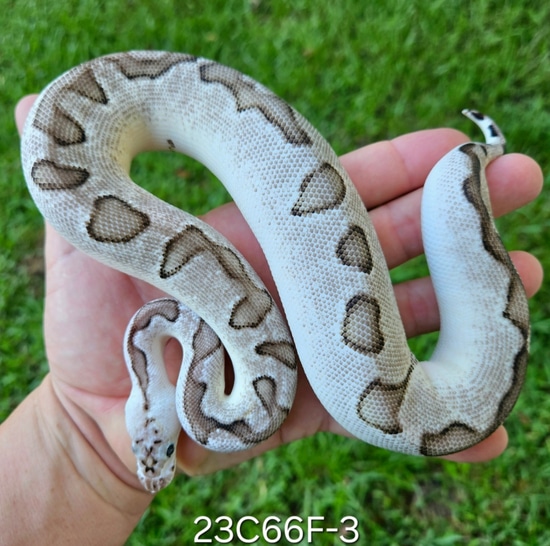 Pastel Enchi VPI Axanthic Clown Ball Python by Kittinger Reptiles